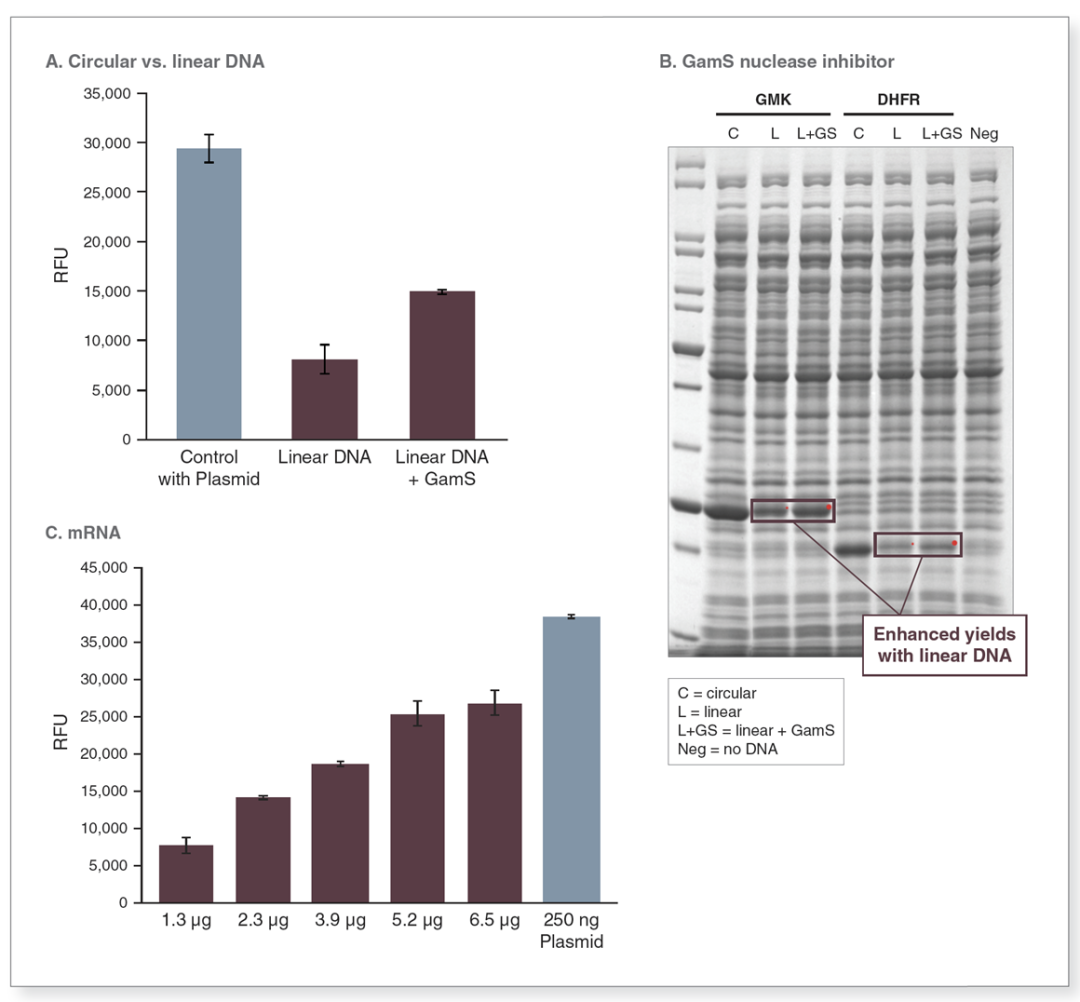 如何快速实现蛋白高产量表达？NEBExpress® 无细胞 E. coli 蛋白合成专家告诉您！医药新闻-ByDrug-一站式医药资源共享中心 ...