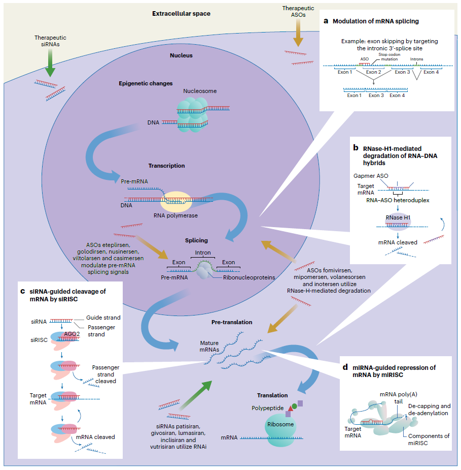 Nature：一篇6000字「RNAi疗法」报告医药新闻-ByDrug-一站式医药资源共享中心-医药魔方