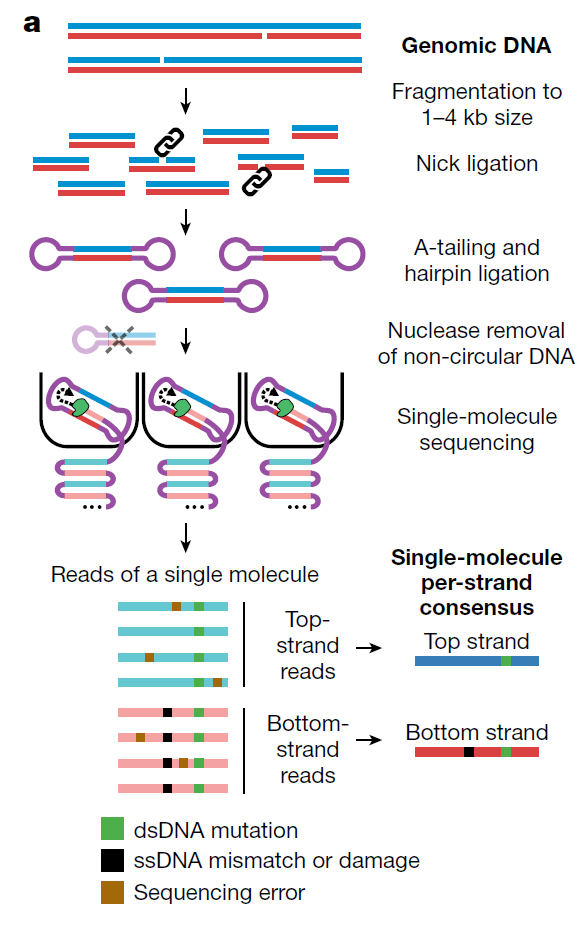 Nature | 新方法！单分子测序检测单链DNA突变医药新闻-ByDrug-一站式医药资源共享中心-医药魔方
