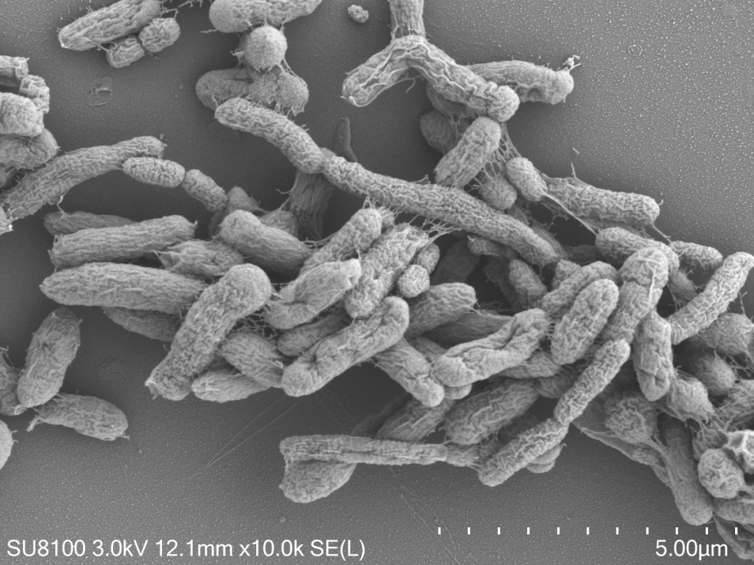 知易生物新一代益生菌AKK AM06获美国GRAS认证医药新闻-ByDrug-一站式医药资源共享中心-医药魔方