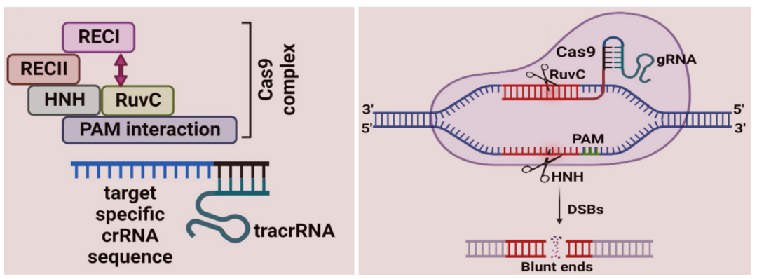 一文读懂 | 临床应用最火的3种CRISPR基因编辑技术医药新闻-ByDrug-一站式医药资源共享中心-医药魔方