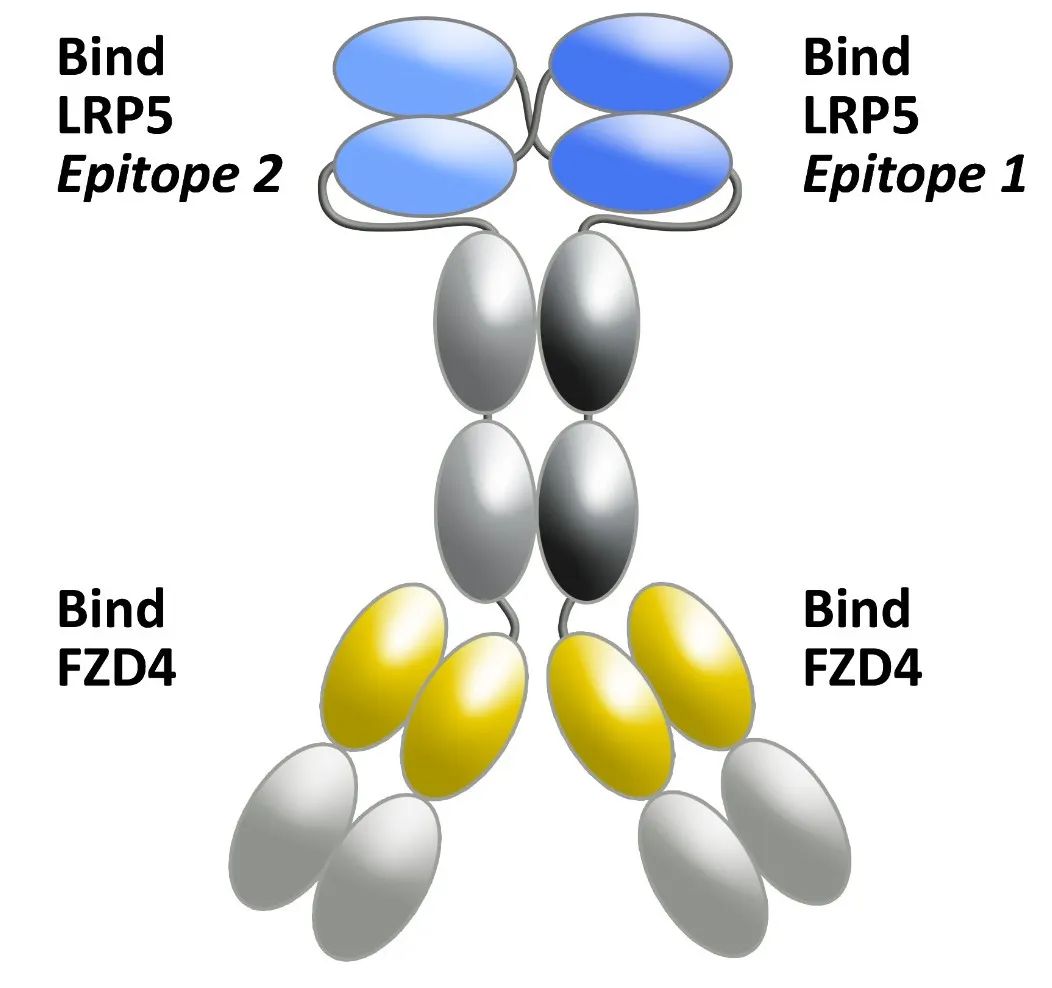 全球首个！默沙东眼科三抗启动II/III期研究医药新闻-ByDrug-一站式医药资源共享中心-医药魔方