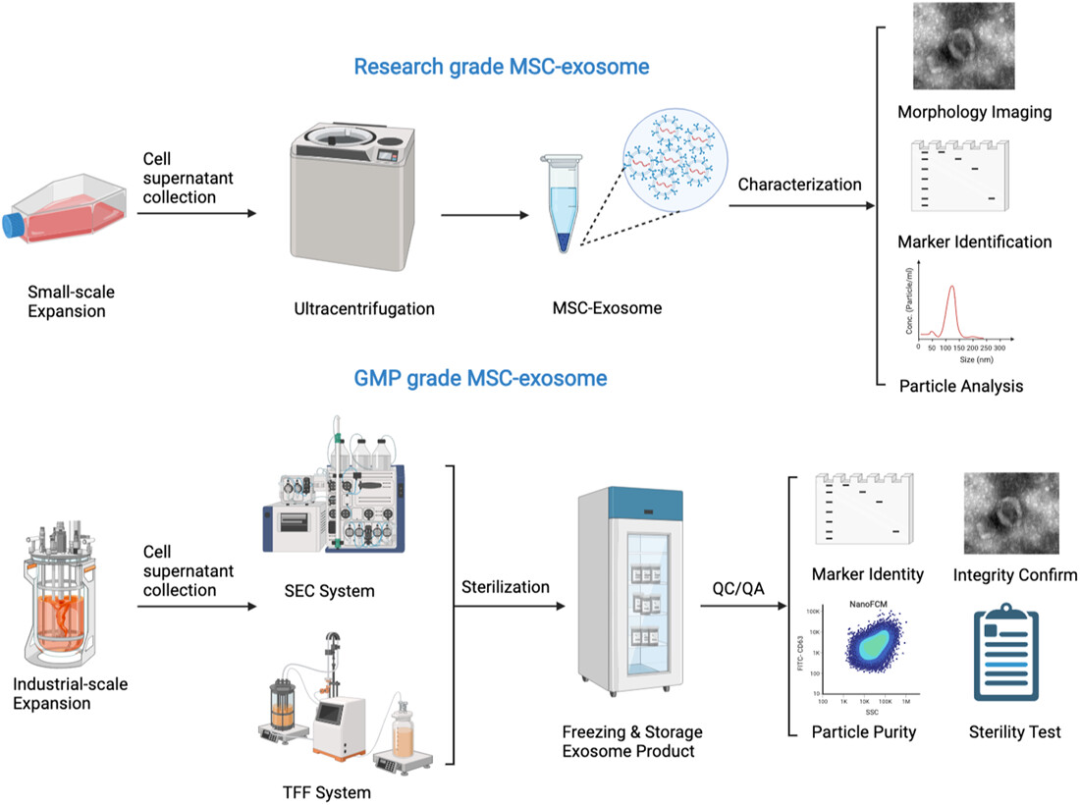 Medicinal Research Reviews l 间充质干细胞及其外泌体研究向GMP级先进治疗产品转化医药新闻-ByDrug-一站式医药资源共享中心-医药魔方