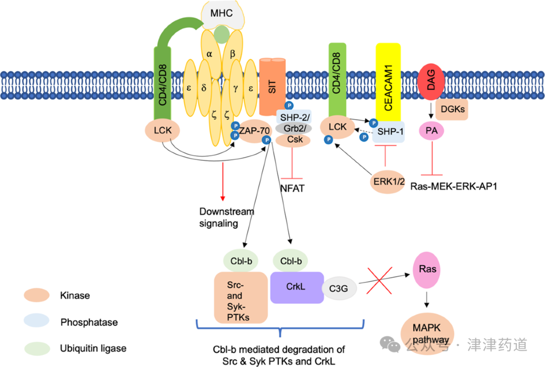 下一代TCE之精准激活T细胞亚群医药新闻-ByDrug-一站式医药资源共享中心-医药魔方