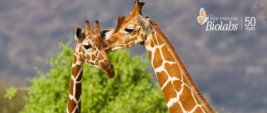 RNA 研究，诺贝尔生理学或医学奖的宠儿医药新闻-ByDrug-一站式医药资源共享中心-医药魔方