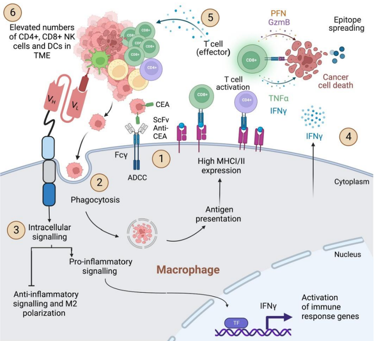 CAR-M疗法：实体瘤治疗领域的新星医药新闻-ByDrug-一站式医药资源共享中心-医药魔方