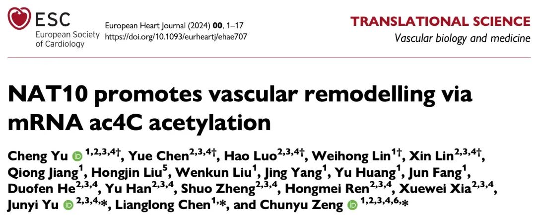 EUR HEART J 福建医科大学/陆军军医大学合作发现乙酰化转移酶NAT10通过mRNA ac4C修饰调控血管重构医药新闻-ByDrug-一站式医药资源共享中心-医药魔方
