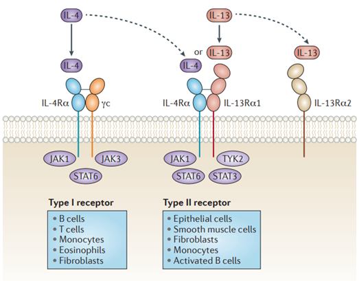 走出COPD新药研发“死亡谷”：赛诺菲解锁炎症性疾病新“地图”医药新闻-ByDrug-一站式医药资源共享中心-医药魔方
