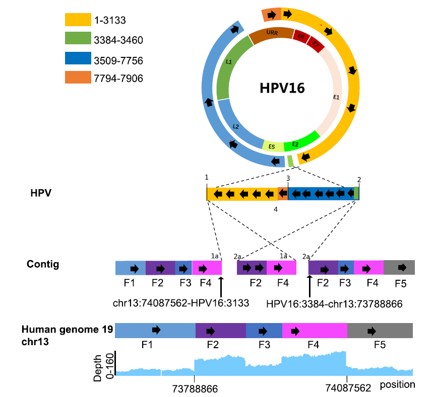 文献解读 | HPV整合研究新进展——长读长测序揭示宫颈癌细胞系中HPV DNA基因组整合结构复杂性医药新闻-ByDrug-一站式医药资源共享中心-医药魔方