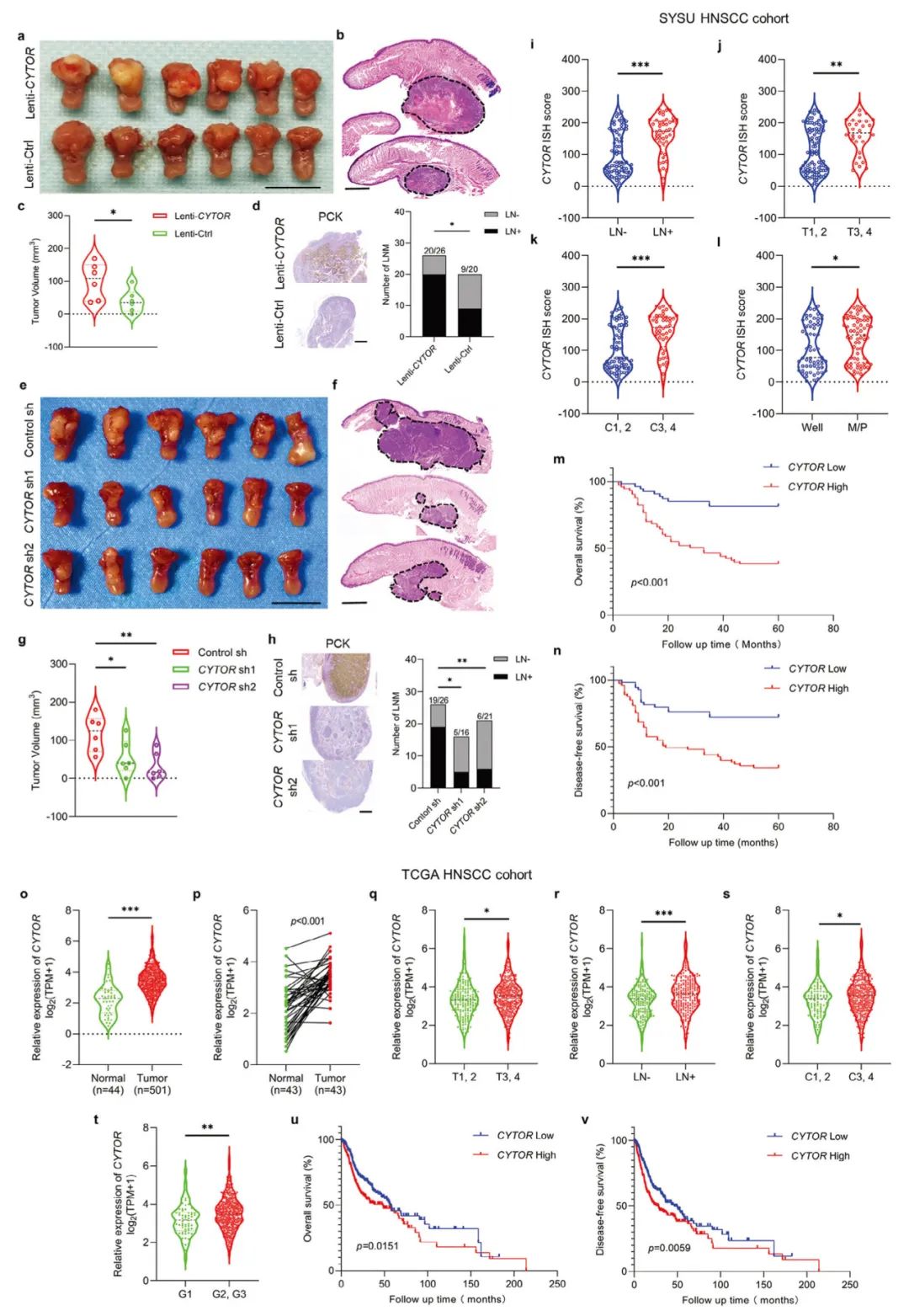 Adv Sci丨光华口腔医院团队揭示超级lncRNA CYTOR驱动HNSCC肿瘤出芽细胞转移的机制医药新闻-ByDrug-一站式医药资源共享 ...