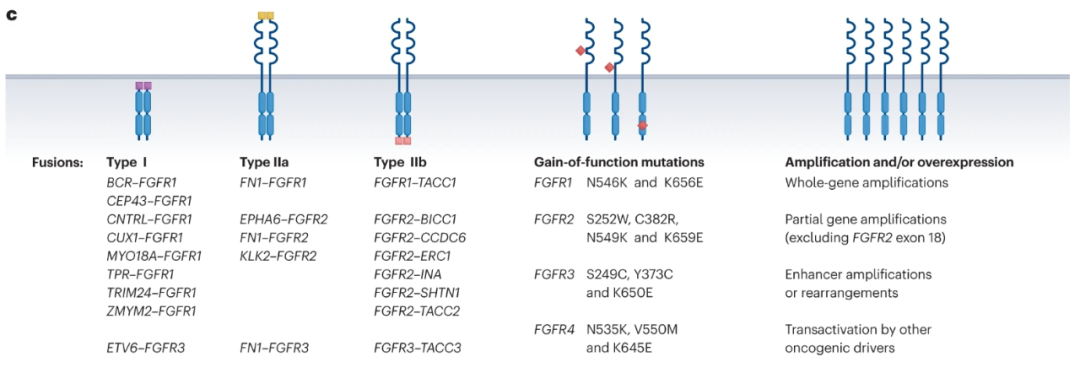 FGFR靶向治疗的临床进展医药新闻-ByDrug-一站式医药资源共享中心-医药魔方