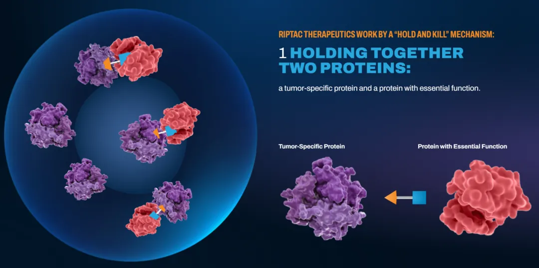 1.26亿美元B轮融资，开发RIPTAC疗法医药新闻-ByDrug-一站式医药资源共享中心-医药魔方