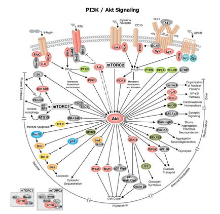 【干货】（PI3K）磷脂酰肌醇3激酶信号通路在实体肿瘤发挥何种作用？医药新闻-ByDrug-一站式医药资源共享中心-医药魔方