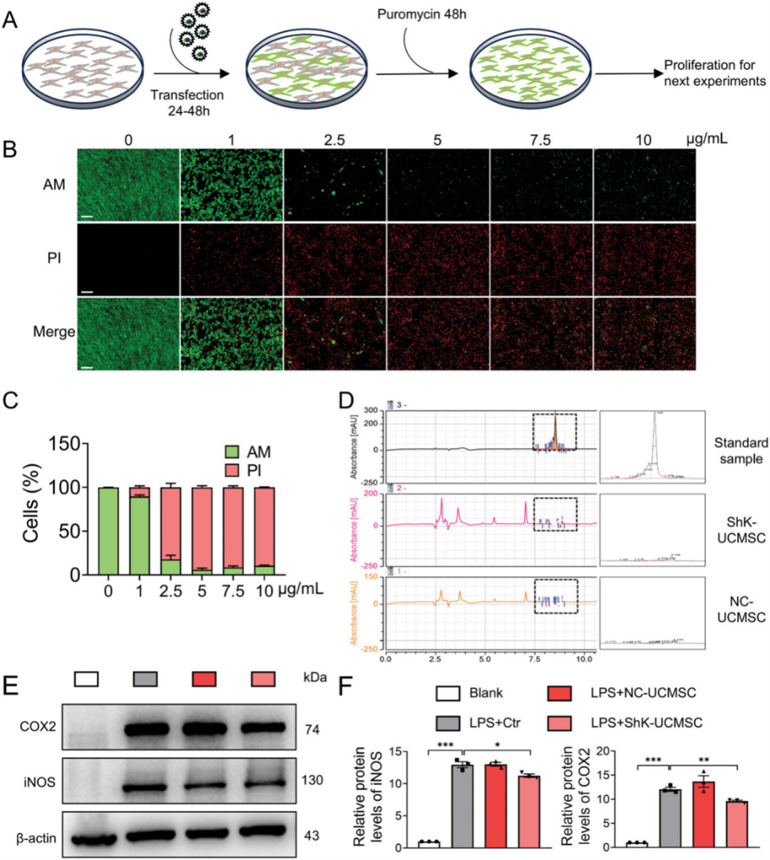 Adv Sci丨钾通道Kv1.3—OA 的潜在治疗靶点医药新闻-ByDrug-一站式医药资源共享中心-医药魔方
