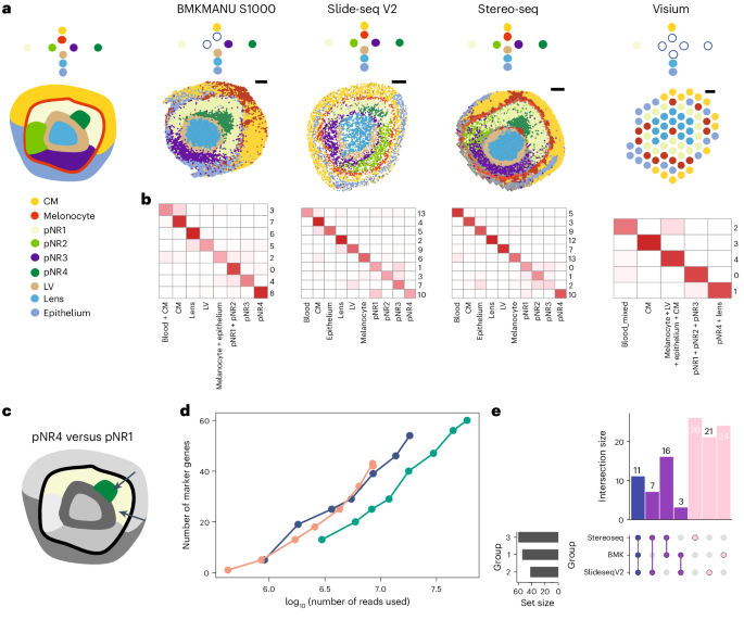 Nature Methods技术review：Stereo-seq超越当代10种其他空转技术医药新闻-ByDrug-一站式医药资源共享中心-医药魔方