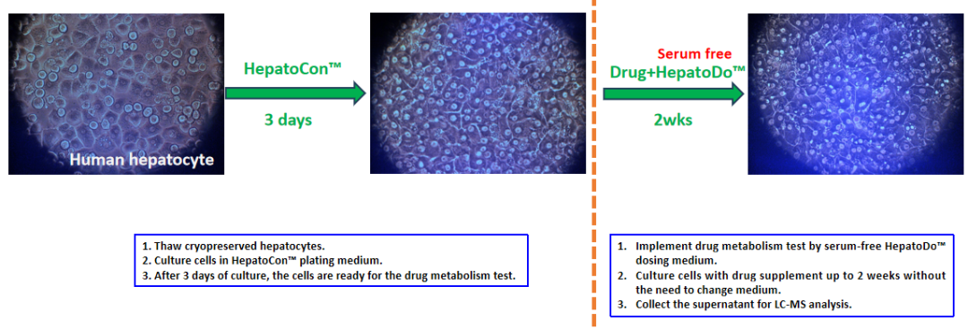 IPHASE/汇智和源 新型肝细胞体外代谢模型助力慢代谢药物动力学研究医药新闻-ByDrug-一站式医药资源共享中心-医药魔方