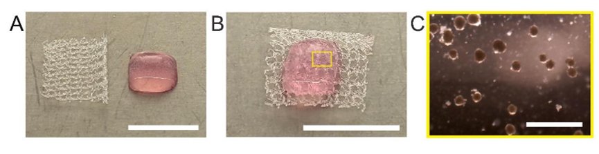 《bio protocol》：将人类肝组织异位移植到肠系膜旁脂肪垫上医药新闻-ByDrug-一站式医药资源共享中心-医药魔方