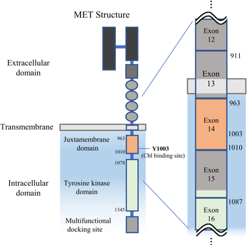 【2020 ASCO抢先看】EGFR/ALK分三代，MET也分Ⅰa/Ⅰb，不同机制METi哪家强？医药新闻-ByDrug-一站式医药资源共享中心-医药魔方