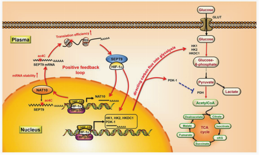 ac4C修饰影响胃癌细胞缺氧耐受性，揭示胃癌治疗新策略医药新闻-ByDrug-一站式医药资源共享中心-医药魔方