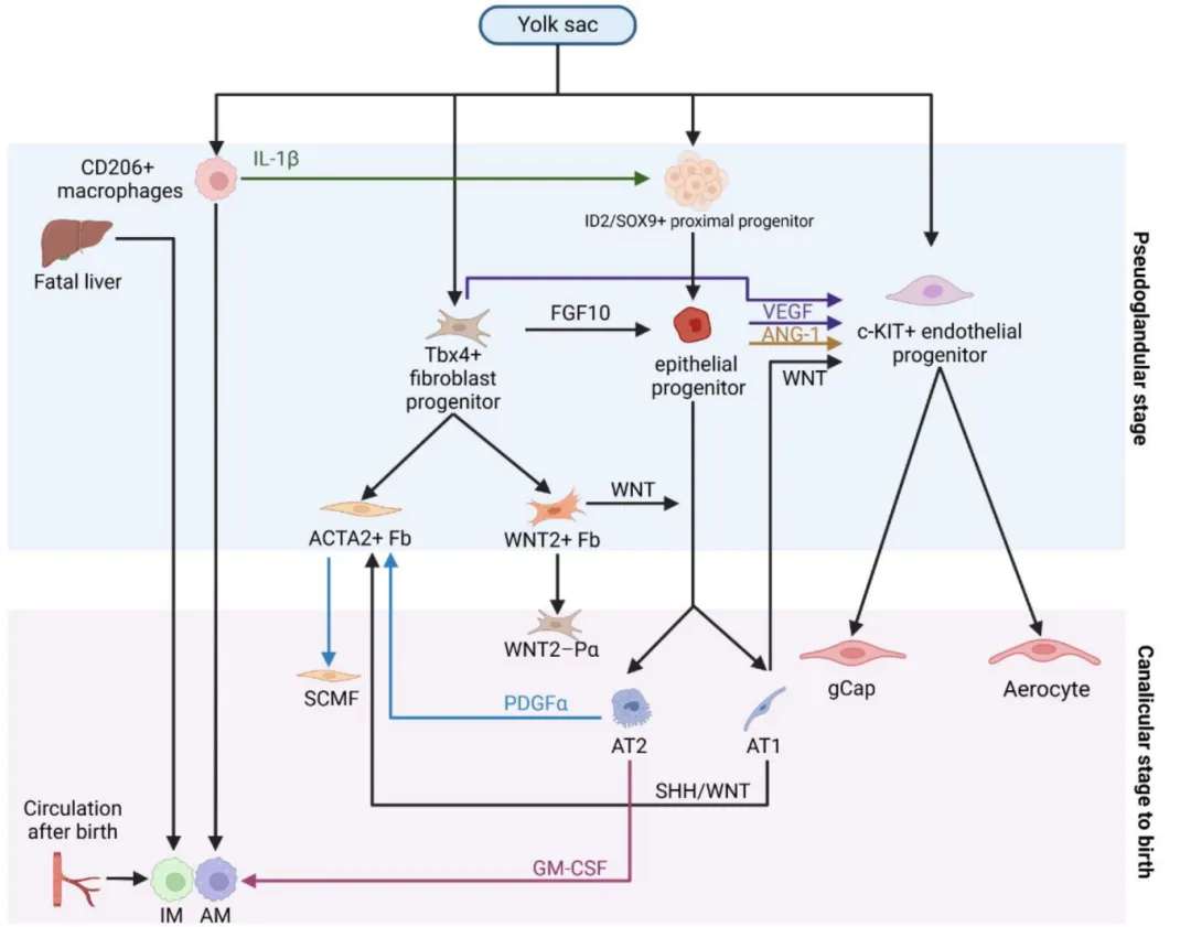 AJRCMB | 发表解立新教授、陈怀永教授团队综述：肺泡微环境中的细胞互作—从肺损伤到纤维化医药新闻-ByDrug-一站式医药资源共享中心-医药魔方