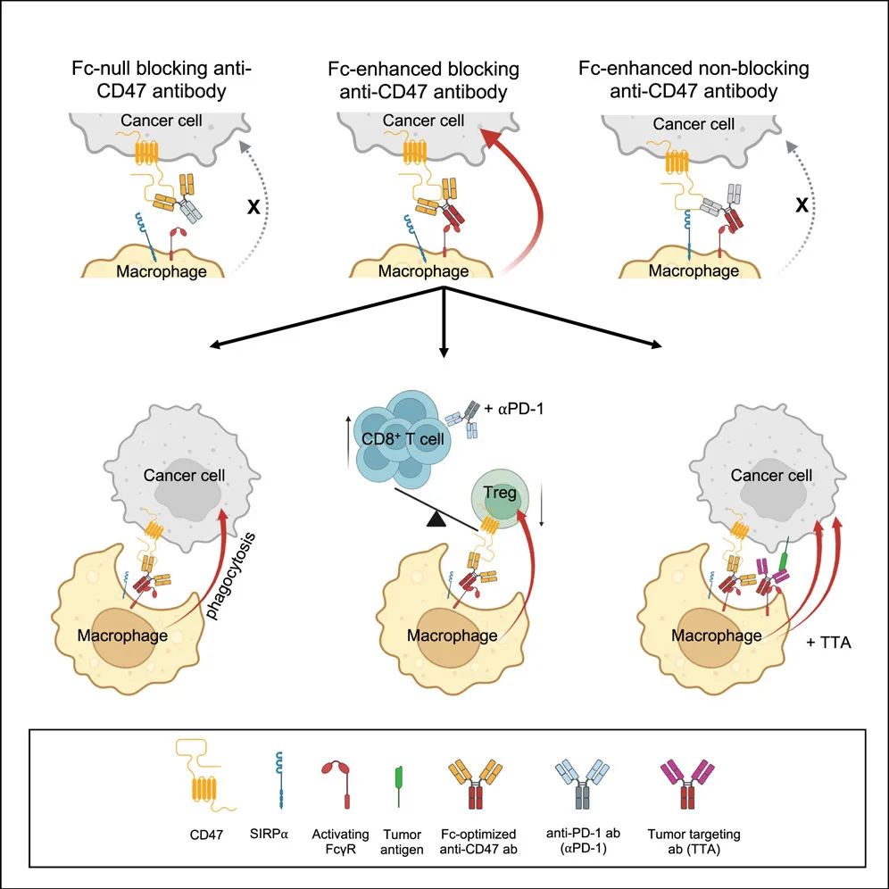 Cancer Cell：CD47单抗接连临床失败的原因找到了？其抗肿瘤活性需要Fc-FcγR相互作用医药新闻-ByDrug-一站式医药资源共享中心-医药魔方