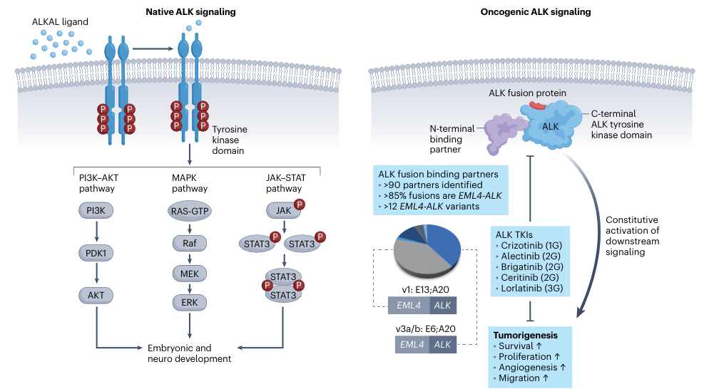【肺长TALK】苏梅教授&查王健教授：洛拉替尼开启ALK罕见融合NSCLC患者“治愈”之路医药新闻-ByDrug-一站式医药资源共享中心-医药魔方