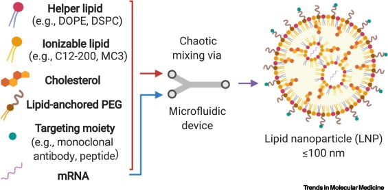 LNP递送系统：开启体内制造CAR-T疗法新篇章医药新闻-ByDrug-一站式医药资源共享中心-医药魔方