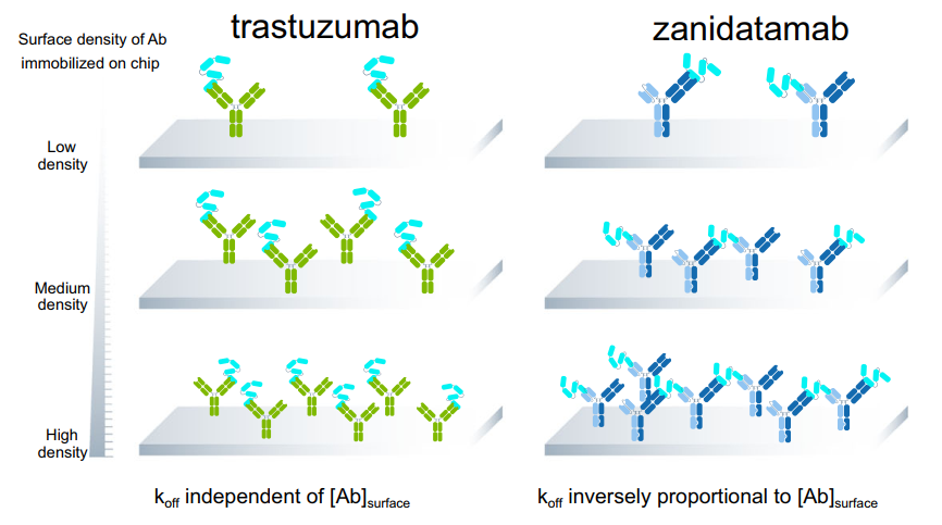 新型双特异性抗体Zanidatamab结构设计及活性验证思路医药新闻-ByDrug-一站式医药资源共享中心-医药魔方
