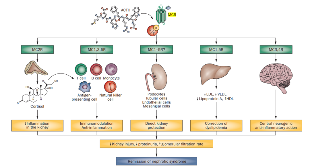 解读ACTH：高血压与肾上腺功能的新视角医药新闻-ByDrug-一站式医药资源共享中心-医药魔方