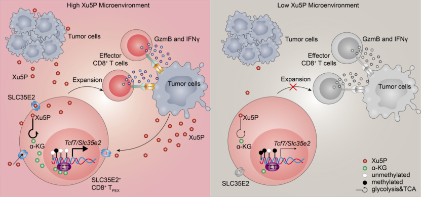 Cell Metab | 王雄军团队合作发现植物中富含的Xu5P可提升转移性肿瘤的免疫治疗效果医药新闻-ByDrug-一站式医药资源共享中心-医药魔方
