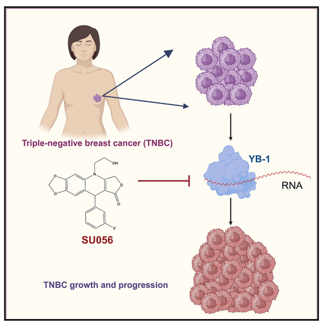 突破性研究！SU056通过靶向YB-1抑制蛋白翻译，有望成为三阴性乳腺癌的治疗新策略医药新闻-ByDrug-一站式医药资源共享中心-医药魔方