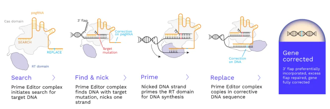 Nature里程碑：基因编辑技术Prime Editing又突破了医药新闻-ByDrug-一站式医药资源共享中心-医药魔方