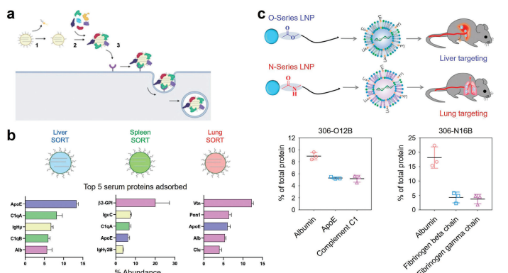 前沿进展：LNP的肝脏外器官靶向机制医药新闻-ByDrug-一站式医药资源共享中心-医药魔方