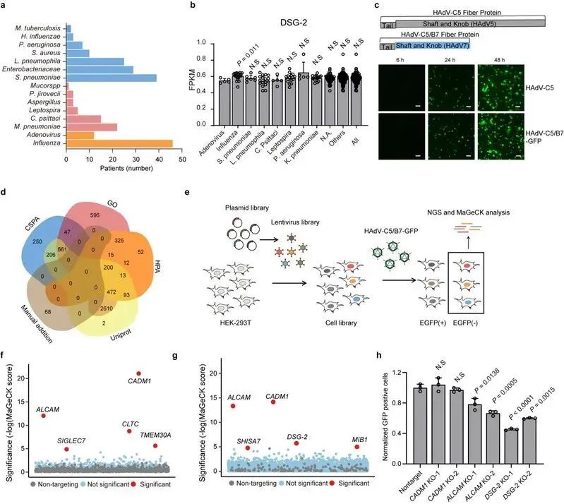 创始人成果 | 刘佳与合作者发现重症社区获得性肺炎相关B组人腺病毒侵入新型宿主因子ALCAM医药新闻-ByDrug-一站式医药资源共享中心-医药魔方