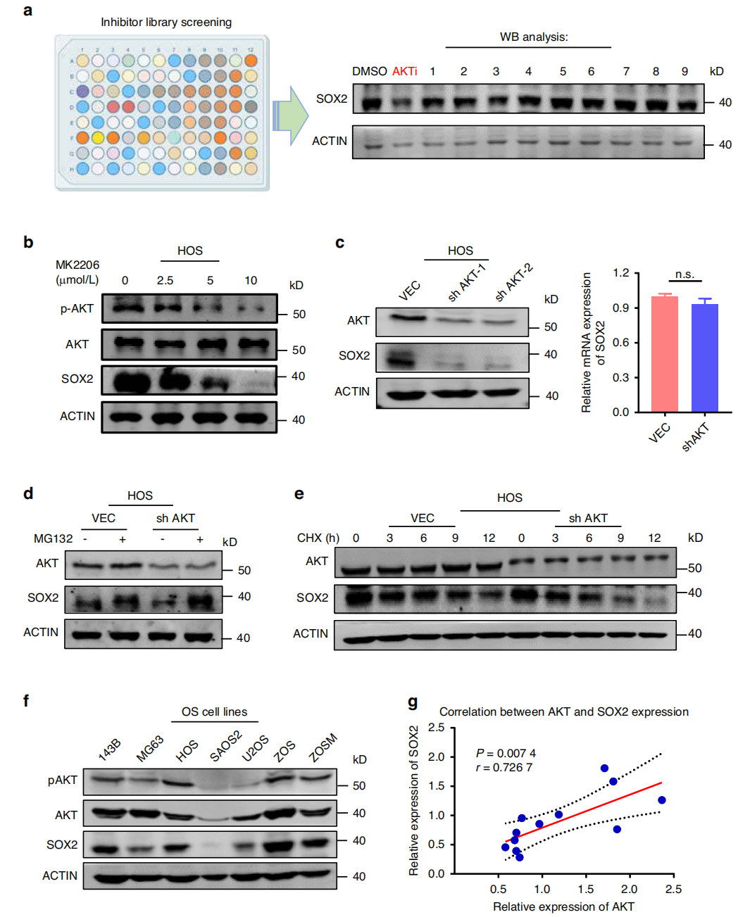 Bone Research丨揭秘骨肉瘤耐药：AKT抑制剂与化疗药物联合治疗新突破医药新闻-ByDrug-一站式医药资源共享中心-医药魔方