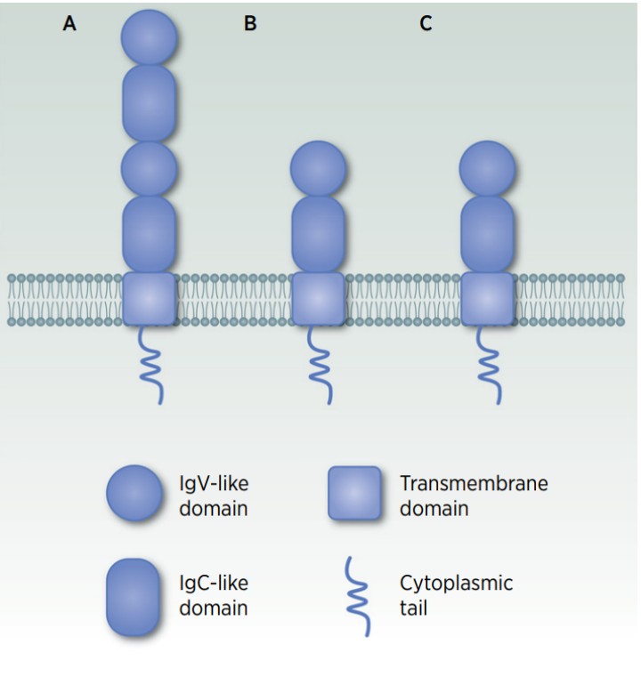 被刷屏的B7-H3，有哪些靶向疗法？医药新闻-ByDrug-一站式医药资源共享中心-医药魔方