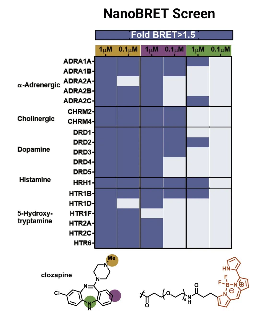 技术 | 利用HiBiT标签与NanoBRET™ TE技术研究GPCRs与配基结合医药新闻-ByDrug-一站式医药资源共享中心-医药魔方