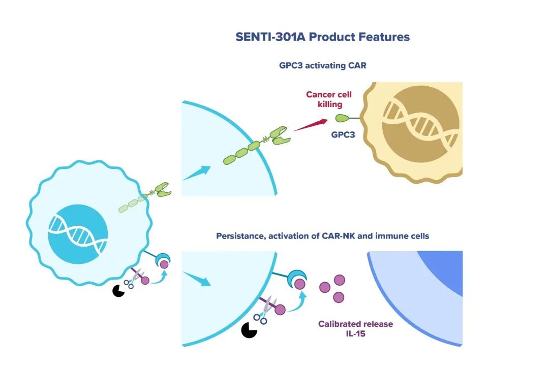 Portfolio | 晟临生物宣布在与Senti Bio合作进行的SENTI-301A治疗肝细胞癌临床试验中完成首例患者给药医药新闻 ...