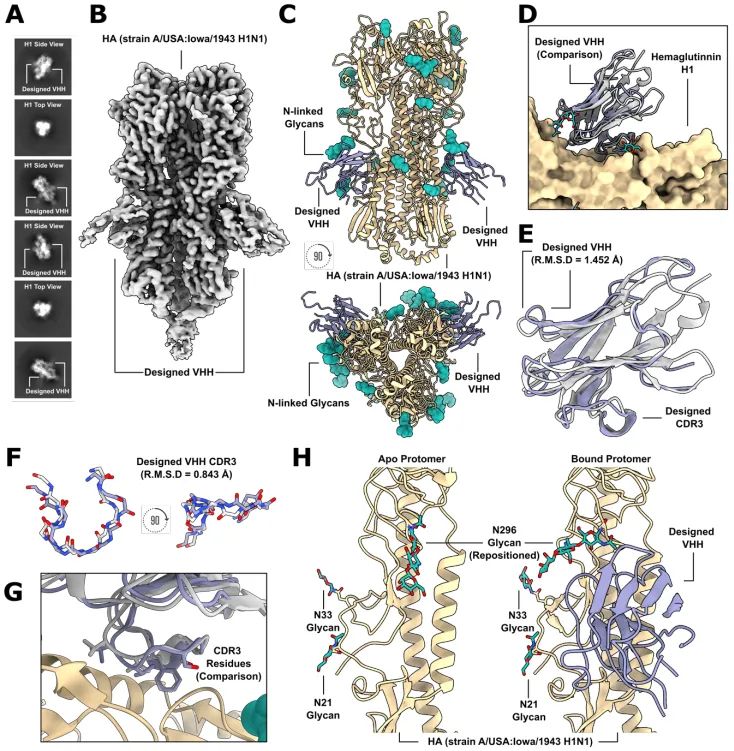 David Baker最新成果：从头设计抗体，生成式AI又突破了医药新闻-ByDrug-一站式医药资源共享中心-医药魔方