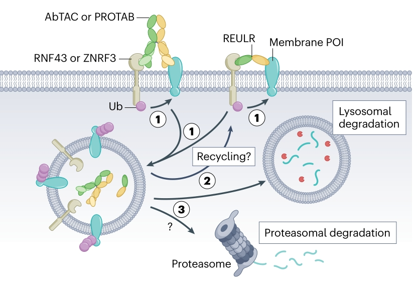 【关注】细胞外靶向蛋白降解：药物发现的新模式医药新闻-ByDrug-一站式医药资源共享中心-医药魔方