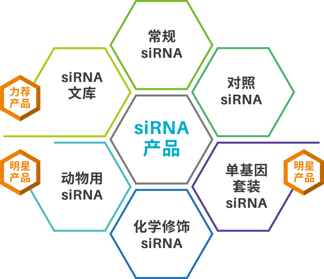 siRNA药物化学设计：从发现到临床应用医药新闻-ByDrug-一站式医药资源共享中心-医药魔方