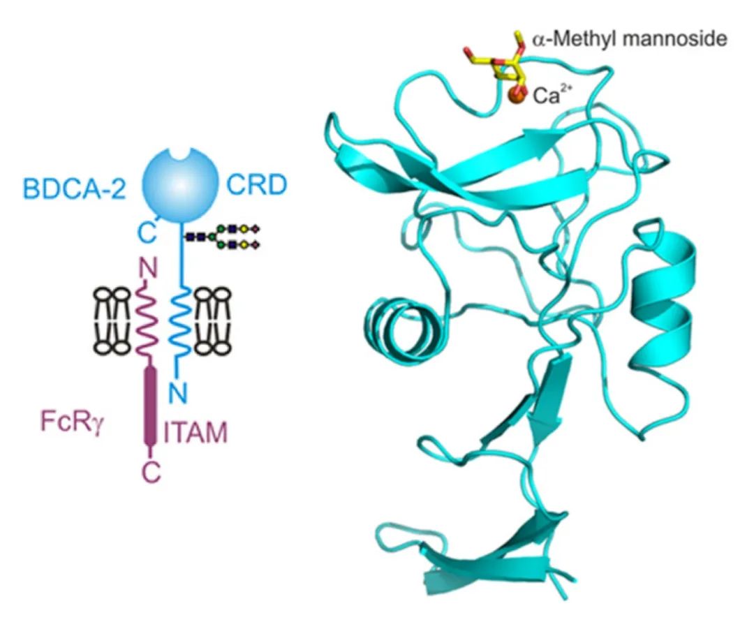 国产首款：三生国健申报BDCA2抗体医药新闻-ByDrug-一站式医药资源共享中心-医药魔方