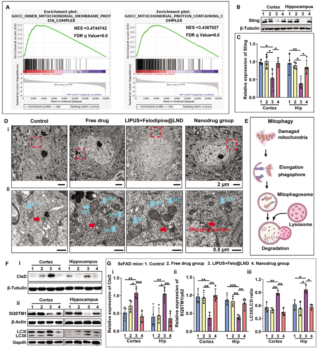 项目文章Adv Sci (IF14.3) | 脂质体纳米药物Felodipine@LND可改善AD医药新闻-ByDrug-一站式医药资源共享中心-医药魔方