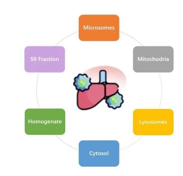 IPHASE/汇智和源 siRNA药物体外代谢研究解决方案医药新闻-ByDrug-一站式医药资源共享中心-医药魔方