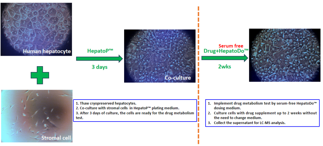 IPHASE/汇智和源 新型肝细胞体外代谢模型助力慢代谢药物动力学研究医药新闻-ByDrug-一站式医药资源共享中心-医药魔方