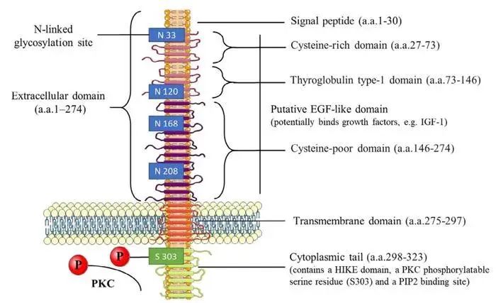 映恩生物Trop-2 ADC获IND受理，备受BioNTech青睐医药新闻-ByDrug-一站式医药资源共享中心-医药魔方