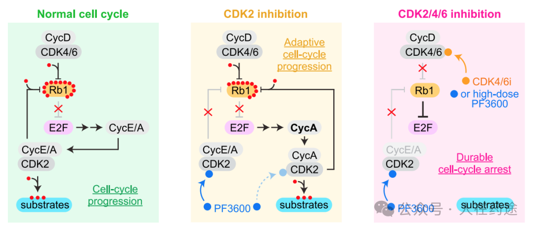 数十亿美元重磅交易——CDK2近期专利盘点（一）医药新闻-ByDrug-一站式医药资源共享中心-医药魔方