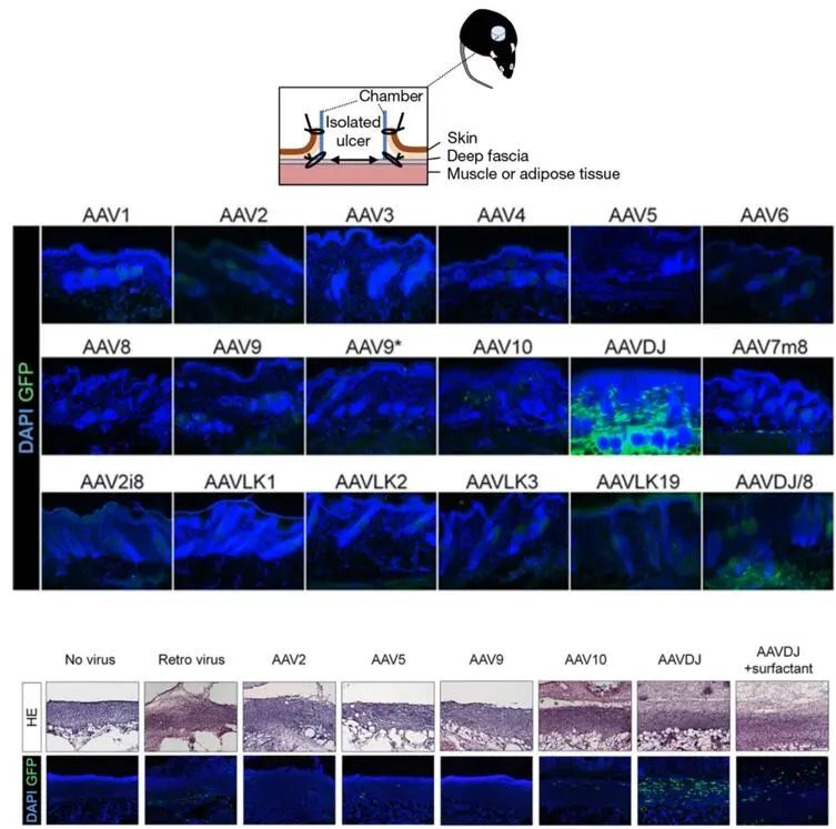 AAV组织递送策略—皮肤组织的靶向调控医药新闻-ByDrug-一站式医药资源共享中心-医药魔方