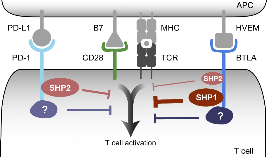全球新 | 抗BTLA单抗tifcemalimab：肿瘤免疫治疗的潜力药物（上篇）医药新闻-ByDrug-一站式医药资源共享中心-医药魔方