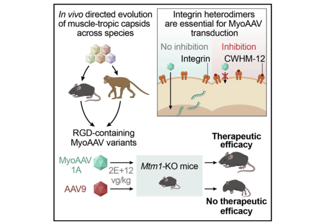 多方位AAV载体优化，点燃基因治疗新产业革命医药新闻-ByDrug-一站式医药资源共享中心-医药魔方